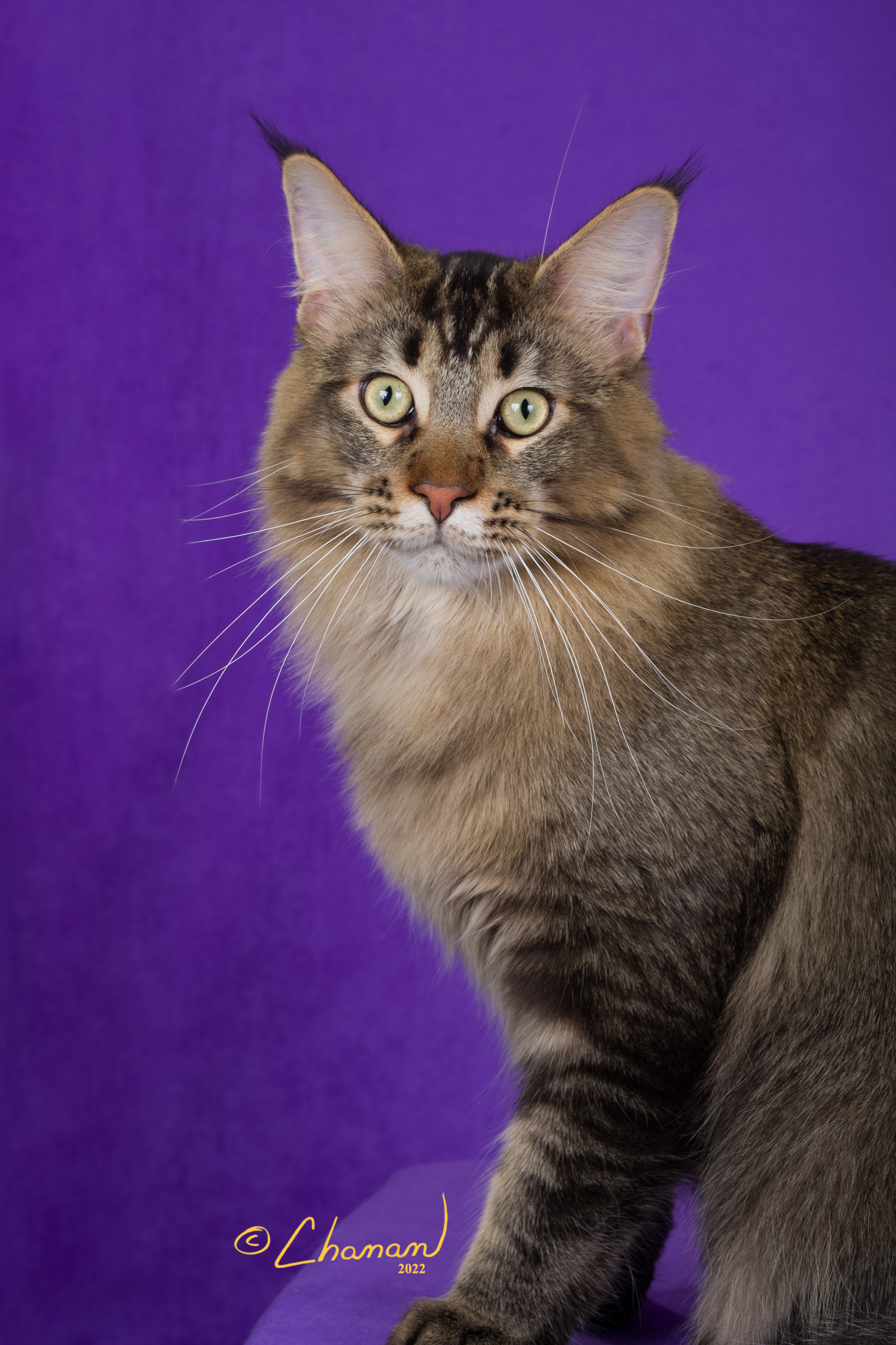 Caesarheadcoon Cats – Caesarheadcoon Maine Coon Cattery